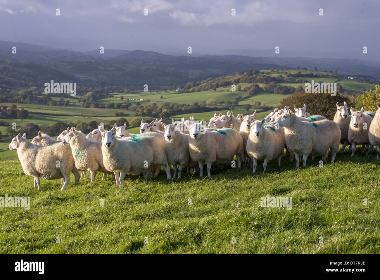 Domestic Sheep Welsh Mules (Improved Welsh Mountain ewes put to ...