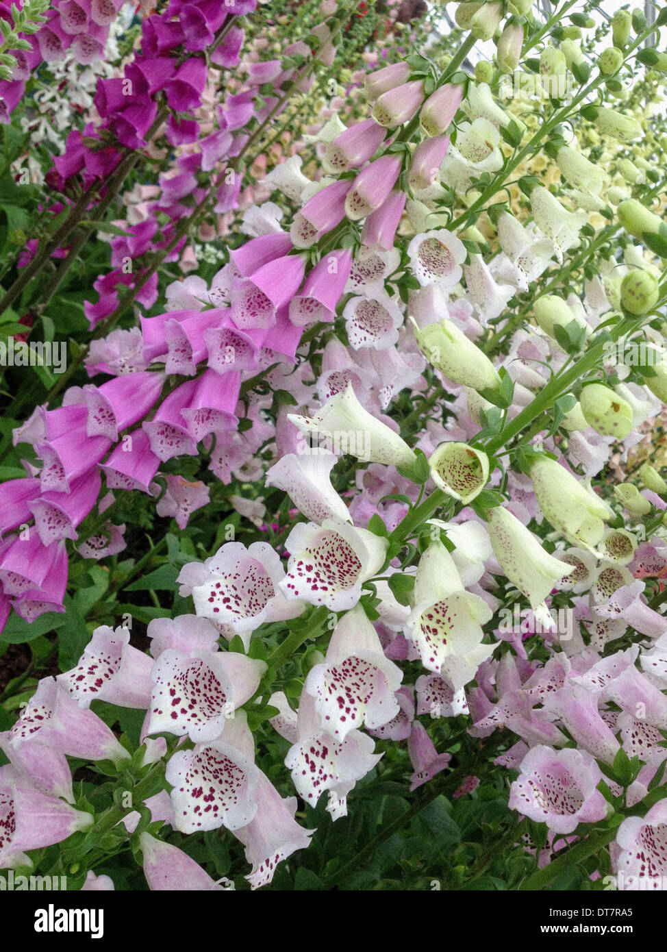 Tall foxgloves hi-res stock photography and images - Alamy