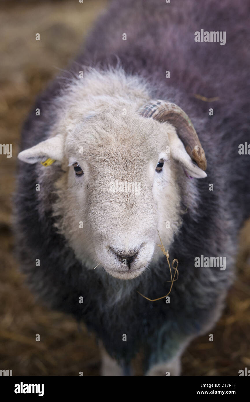 Domestic sheep herdwick ram close up hi-res stock photography and ...