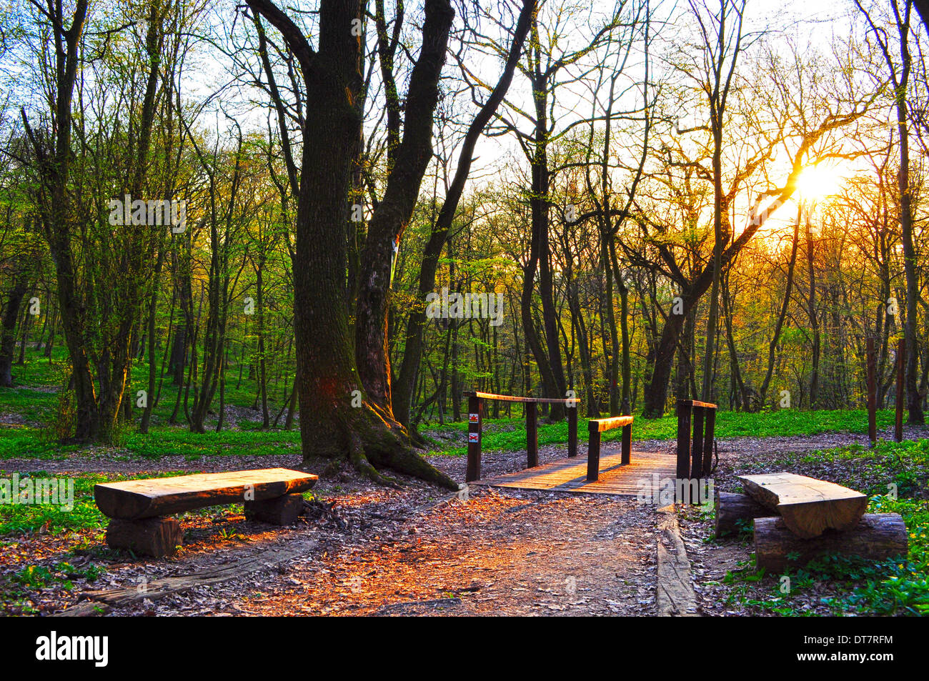 autumn, background, beautiful, cloud, dawn, field, forest, grass, green ...