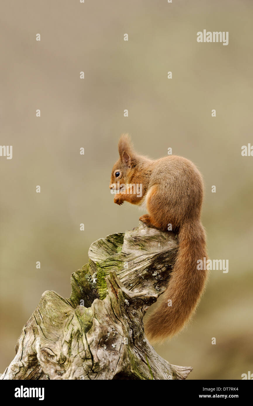 Eurasian Red Squirrel (Sciurus vulgaris) adult feeding on hazelnut ...