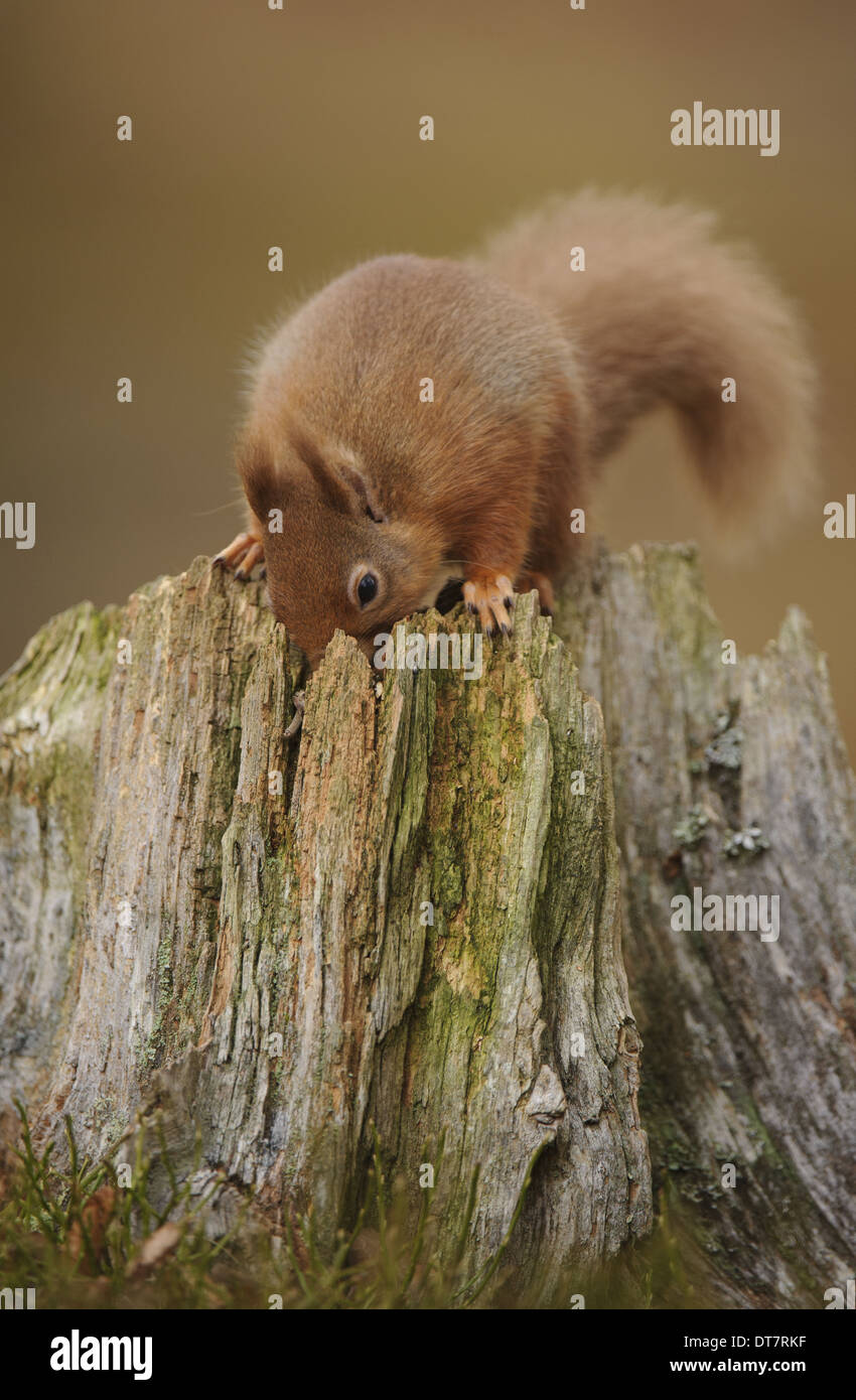 Eurasian Red Squirrel (Sciurus vulgaris) adult foraging on stump in ...