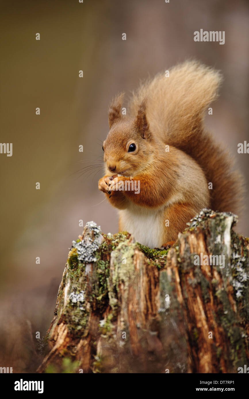 Eurasian Red Squirrel (Sciurus vulgaris) adult feeding on hazelnut ...
