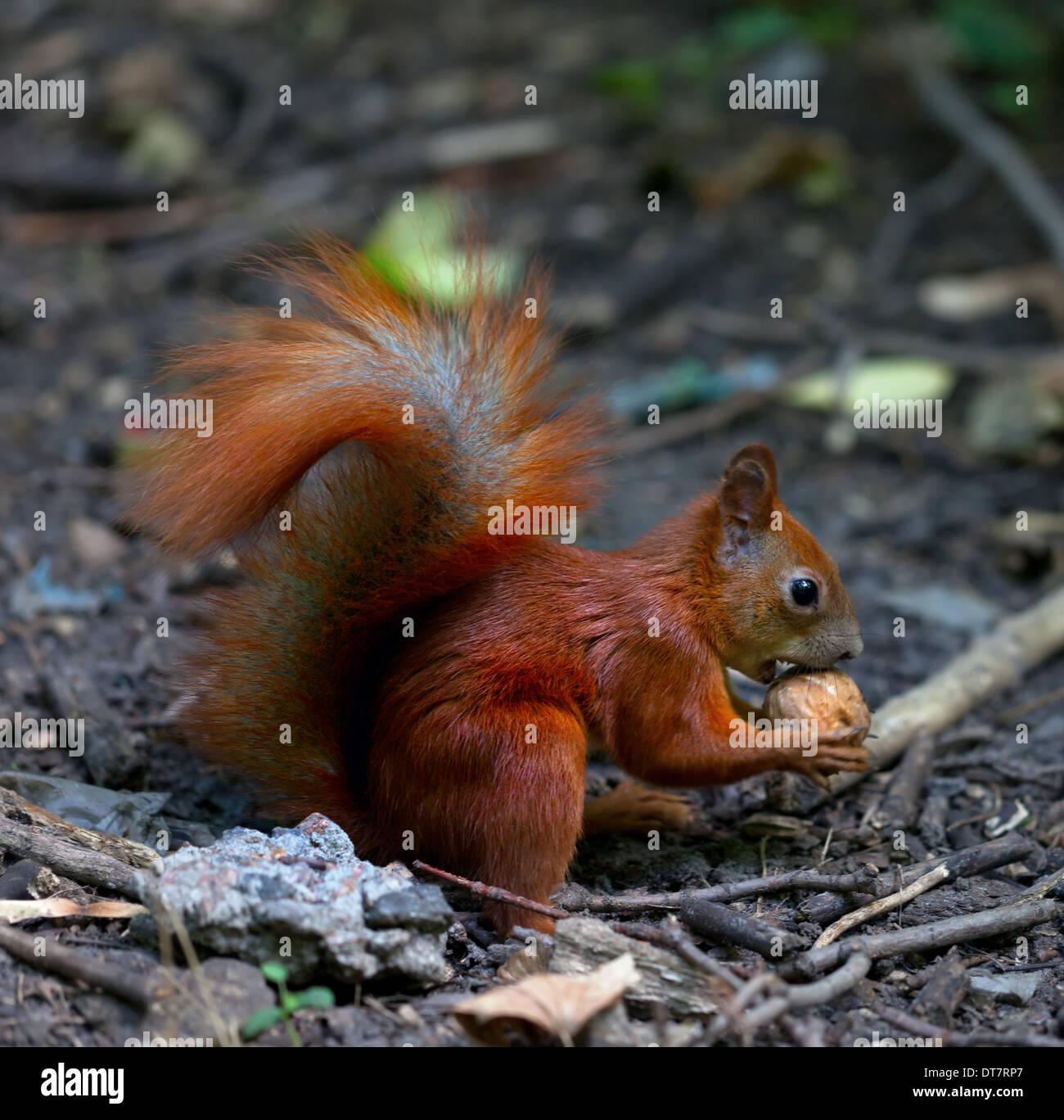 Walnut forest hi-res stock photography and images - Alamy