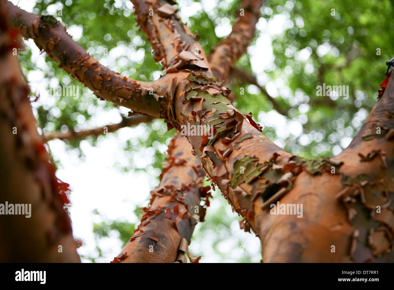 Acer griseum multistemmed hi-res stock photography and images - Alamy