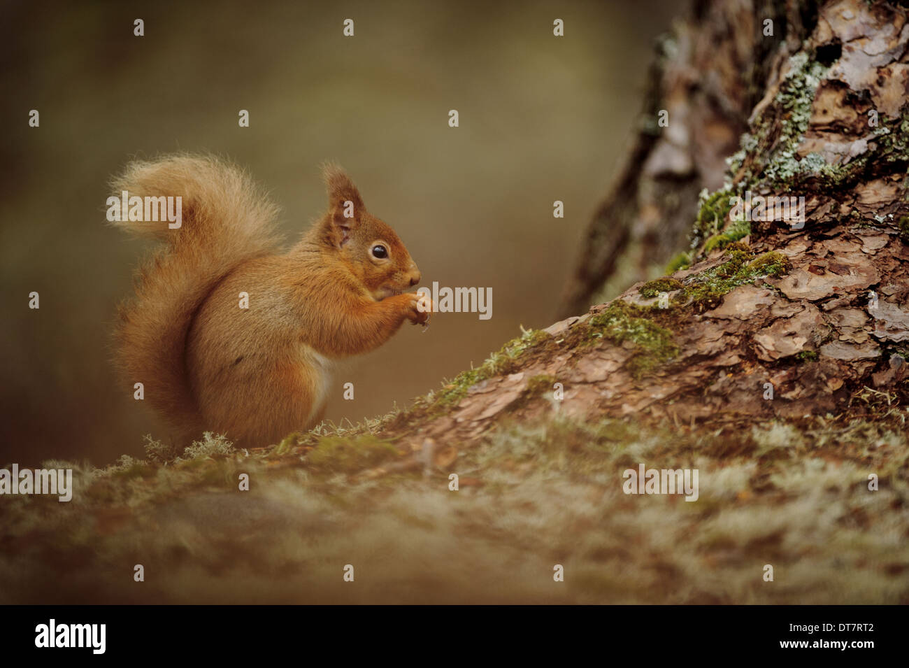 Squirrel base tree eating nut hi-res stock photography and images - Alamy