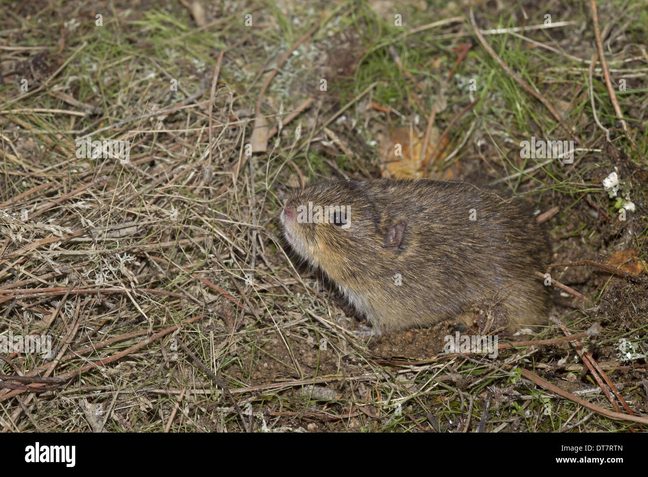 Rodent spain spanish wildlife hi-res stock photography and images - Alamy