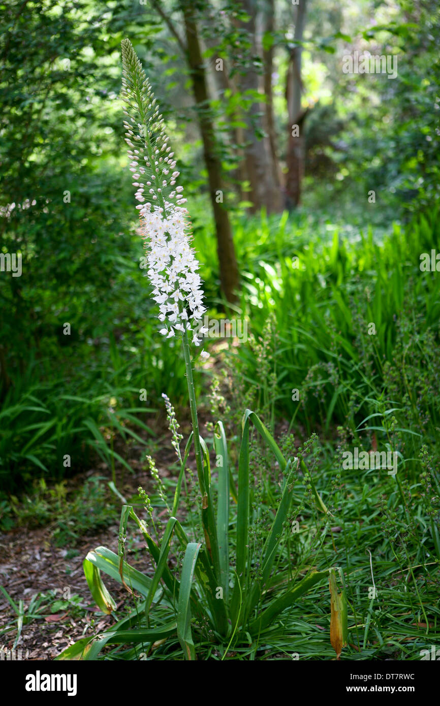 Eremurus himalaicus hi-res stock photography and images - Alamy