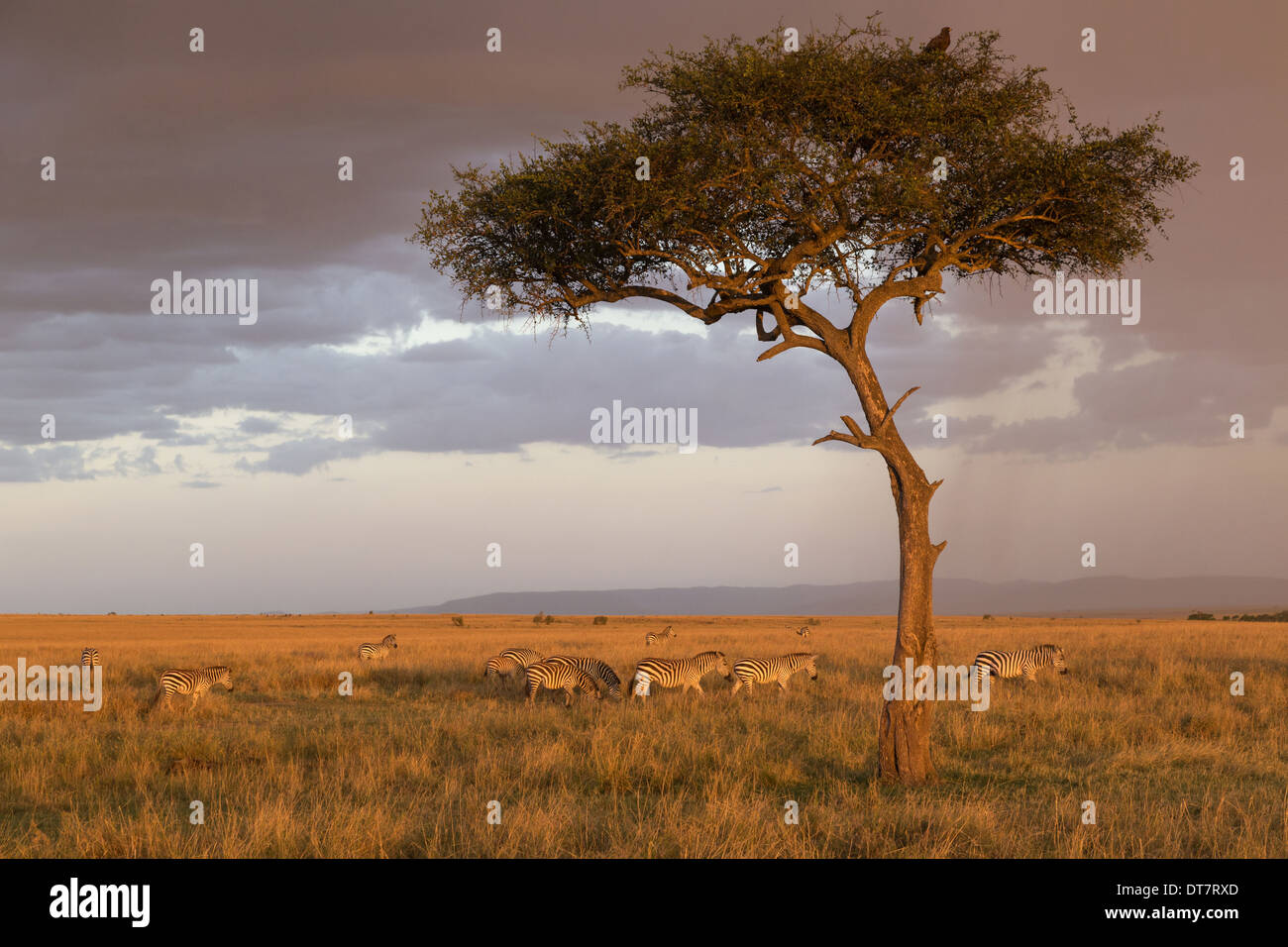 Common Zebra (Equus quagga) herd beside acacia tree in savannah habitat ...