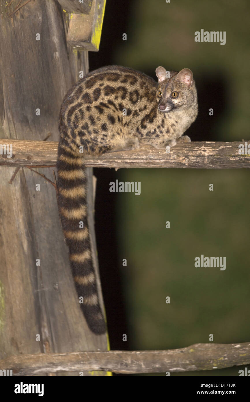 Rusty-spotted Genet (Genetta maculata) adult, sitting on beam at night ...
