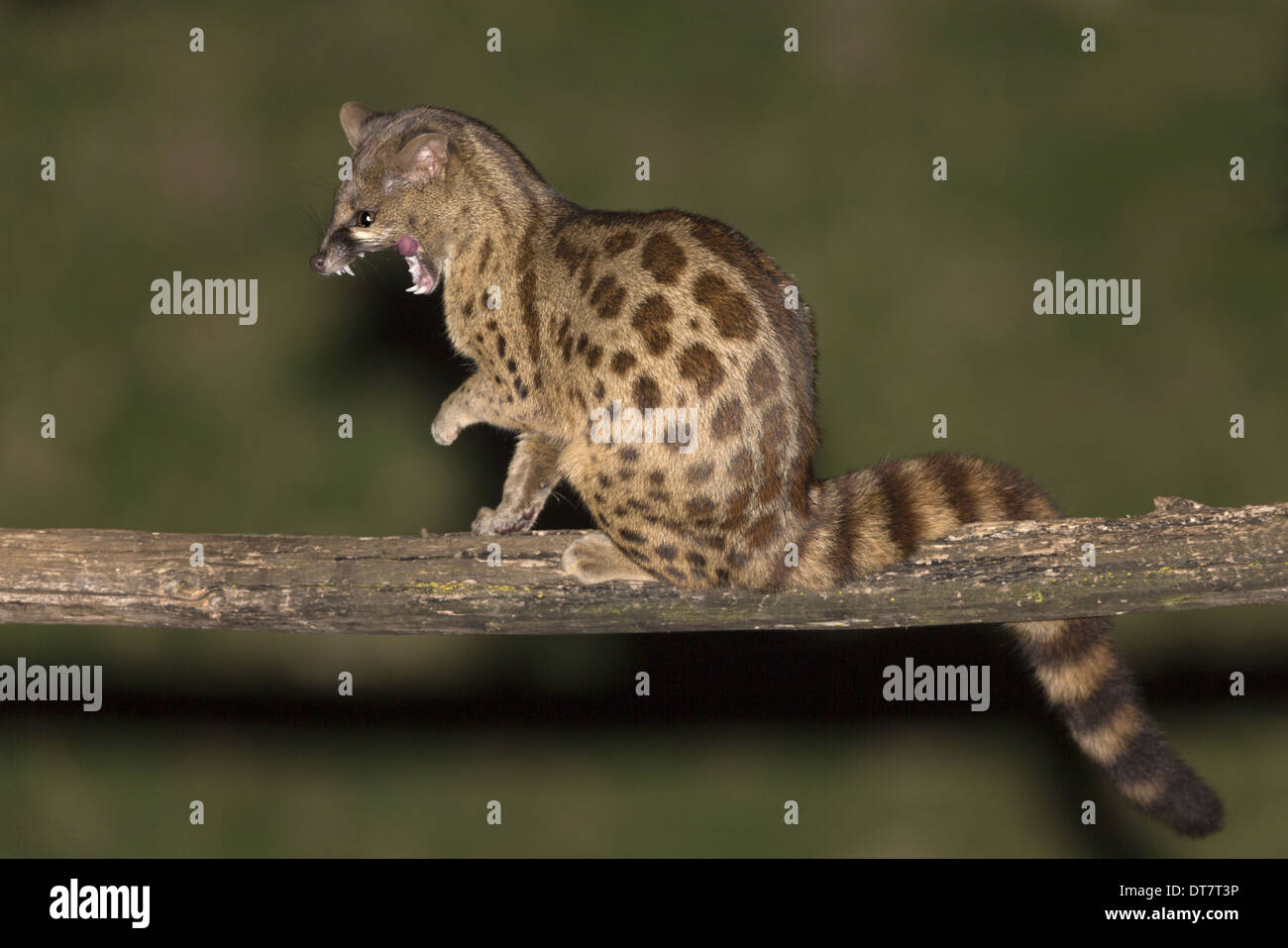 Rusty-spotted Genet (Genetta maculata) adult, yawning, sitting on beam ...