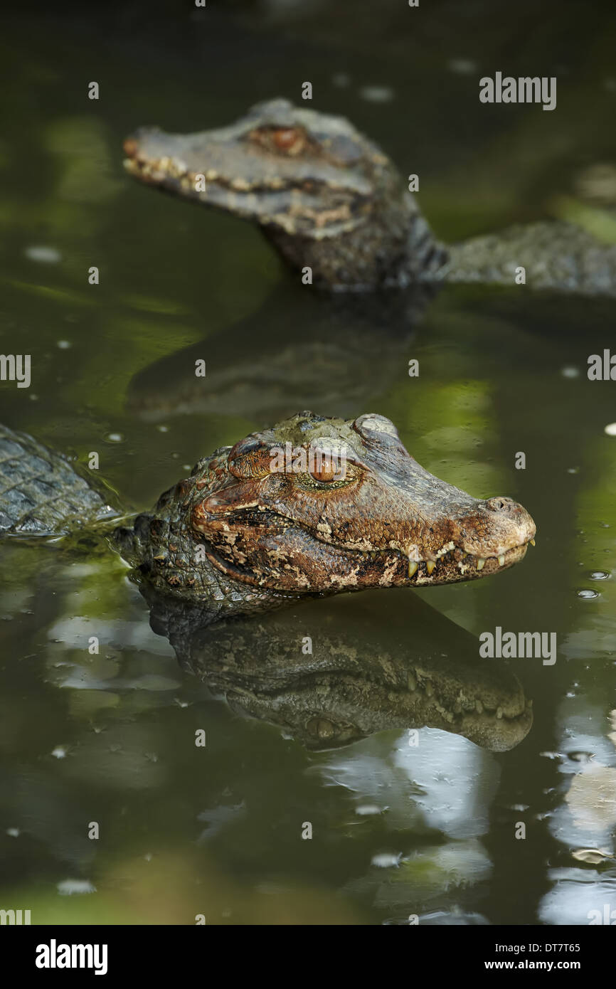 Cuvier's Dwarf Caiman (Paleosuchus palpebrosus) two adults, resting in ...