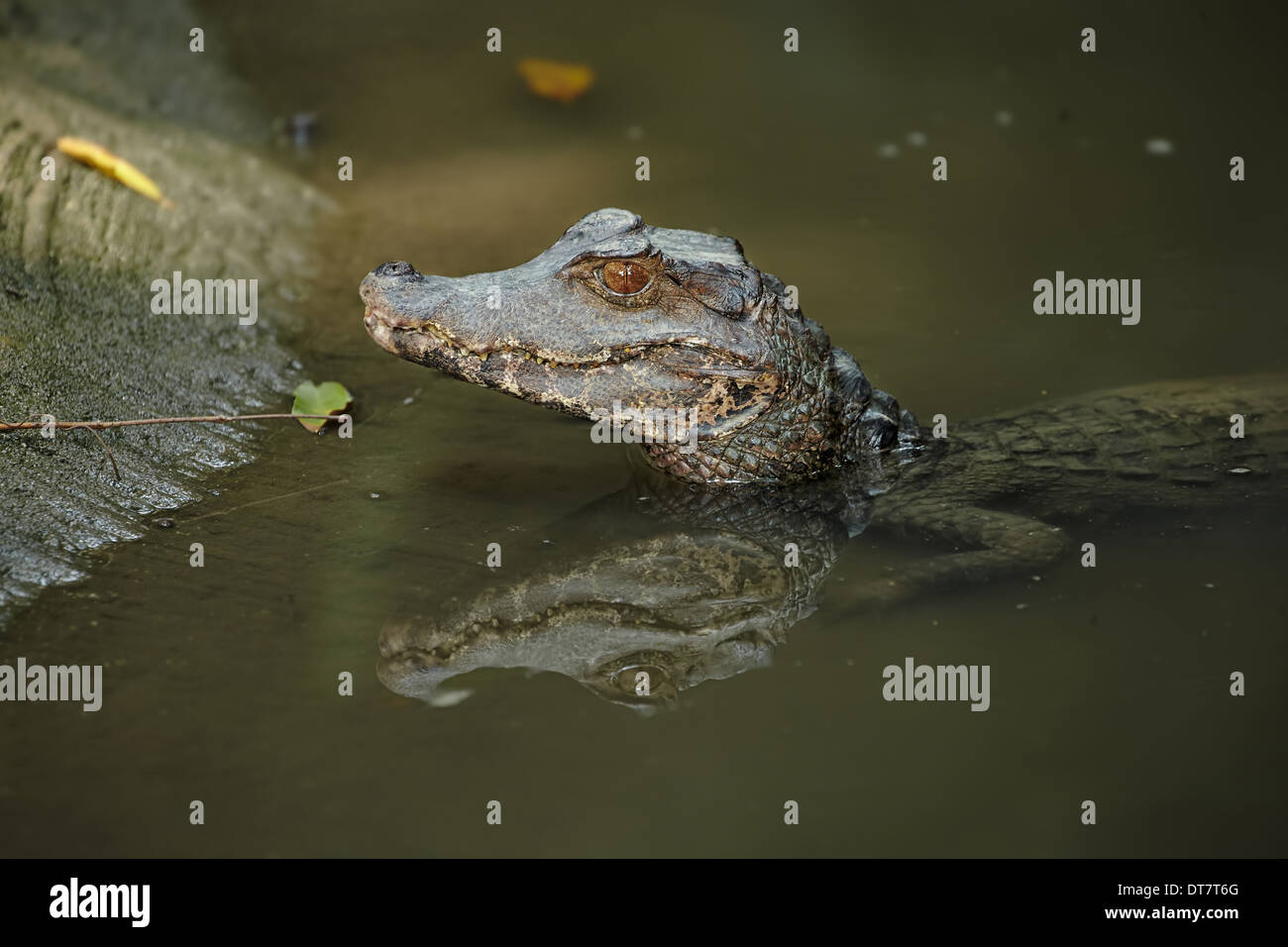 Cuvier's Dwarf Caiman (Paleosuchus palpebrosus) adult, resting in ...