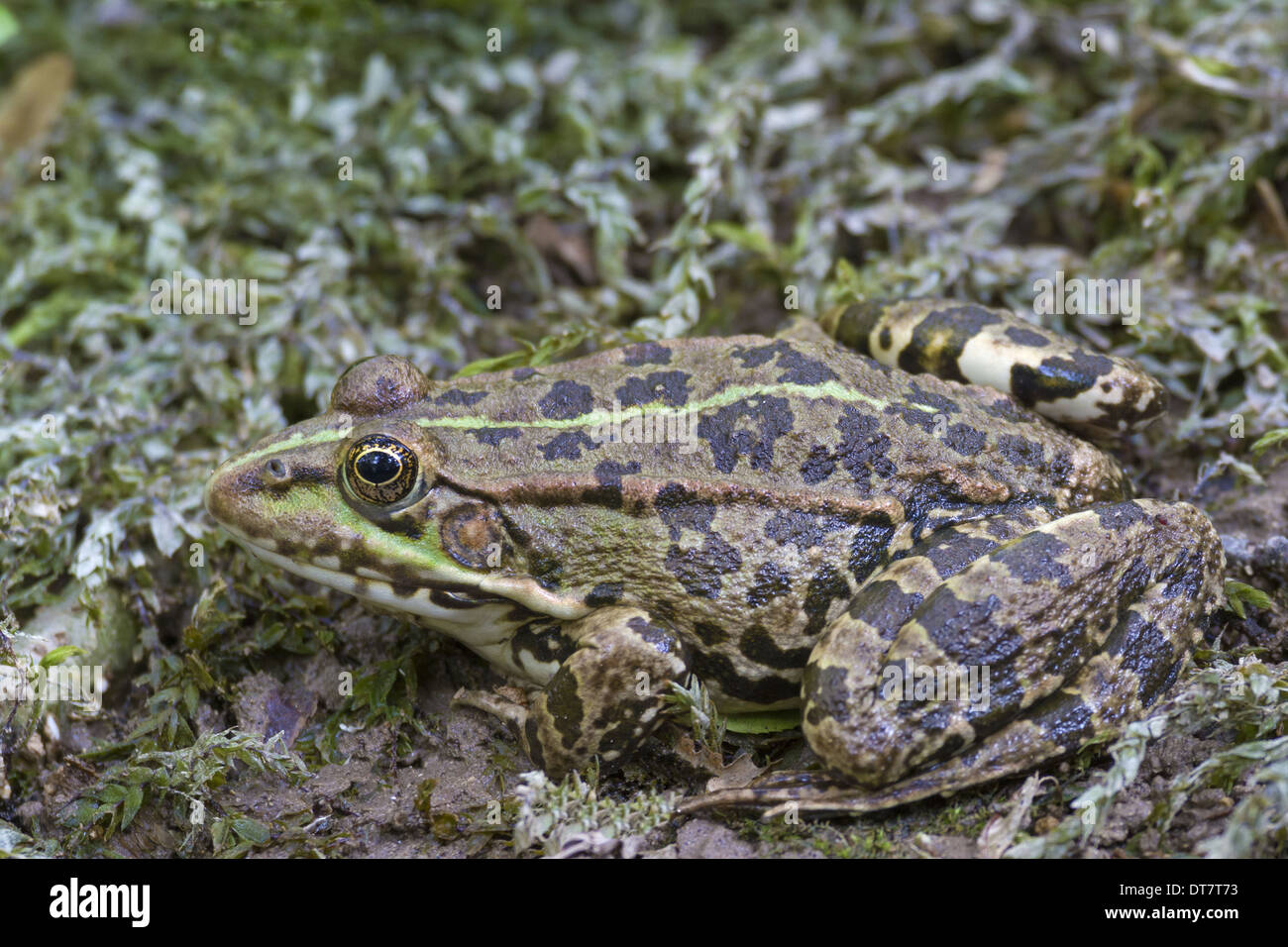 Marsh Frog (Pelophylax ridibundus) adult, Krka N.P., Dalmatia, Croatia ...