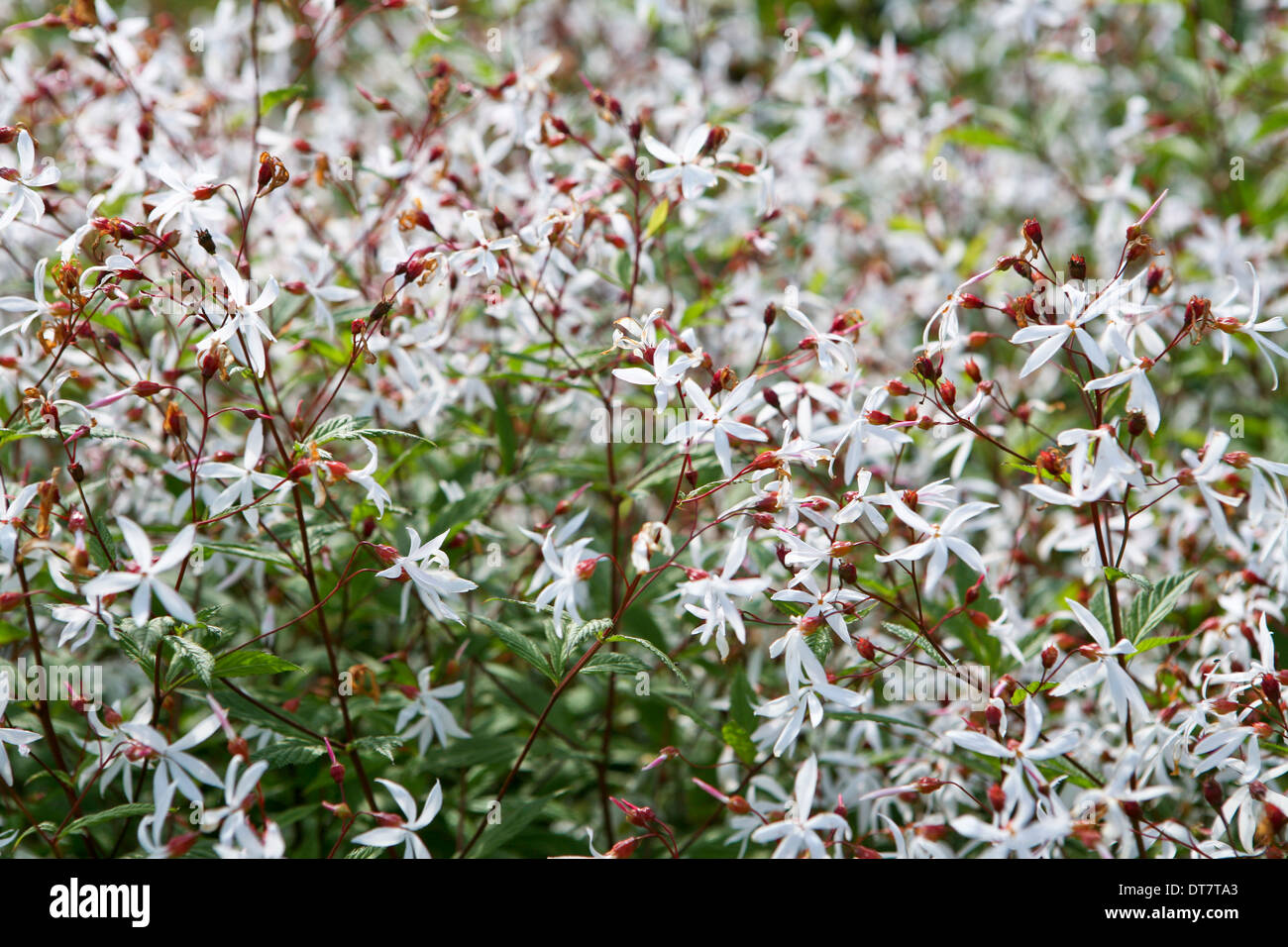 Bowmans root flowers hi-res stock photography and images - Alamy