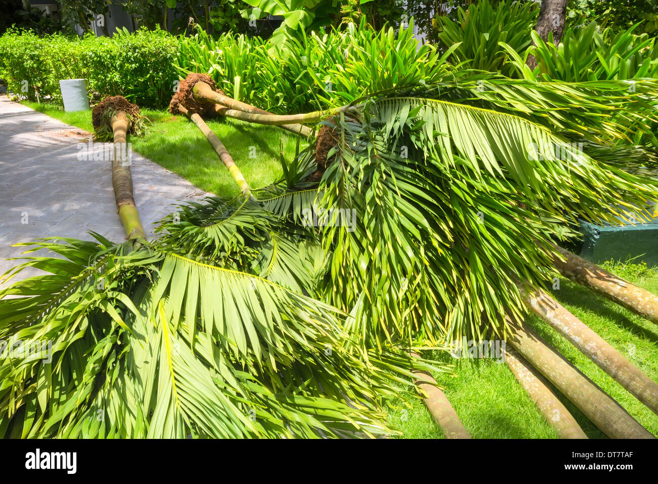 Palm tree landing roots hi-res stock photography and images - Alamy