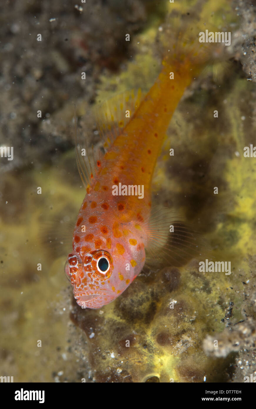 Spotted dwarfgoby hi-res stock photography and images - Alamy