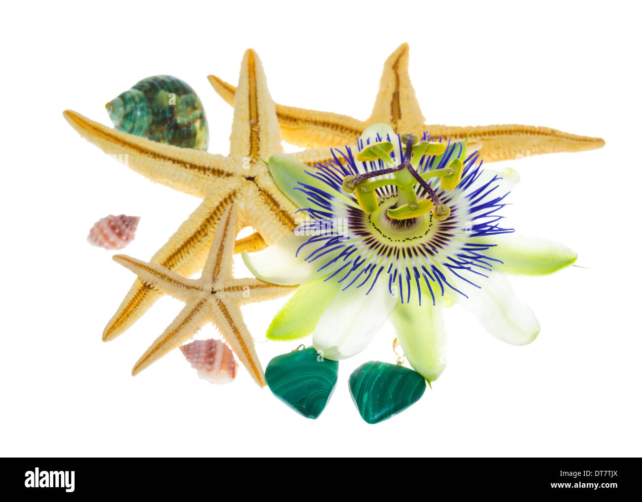 tropical still life, the starfish, cockleshells, passionflower are ...