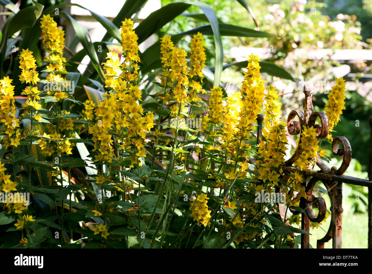 Yellow loosestrife hi-res stock photography and images - Alamy