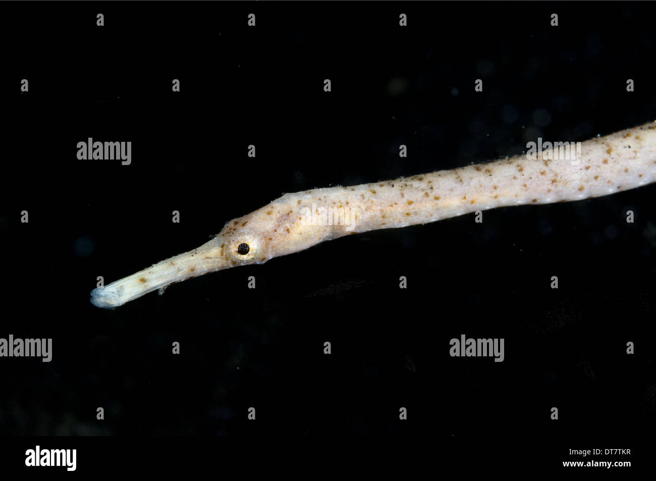 Bend stick pipefish hi-res stock photography and images - Alamy