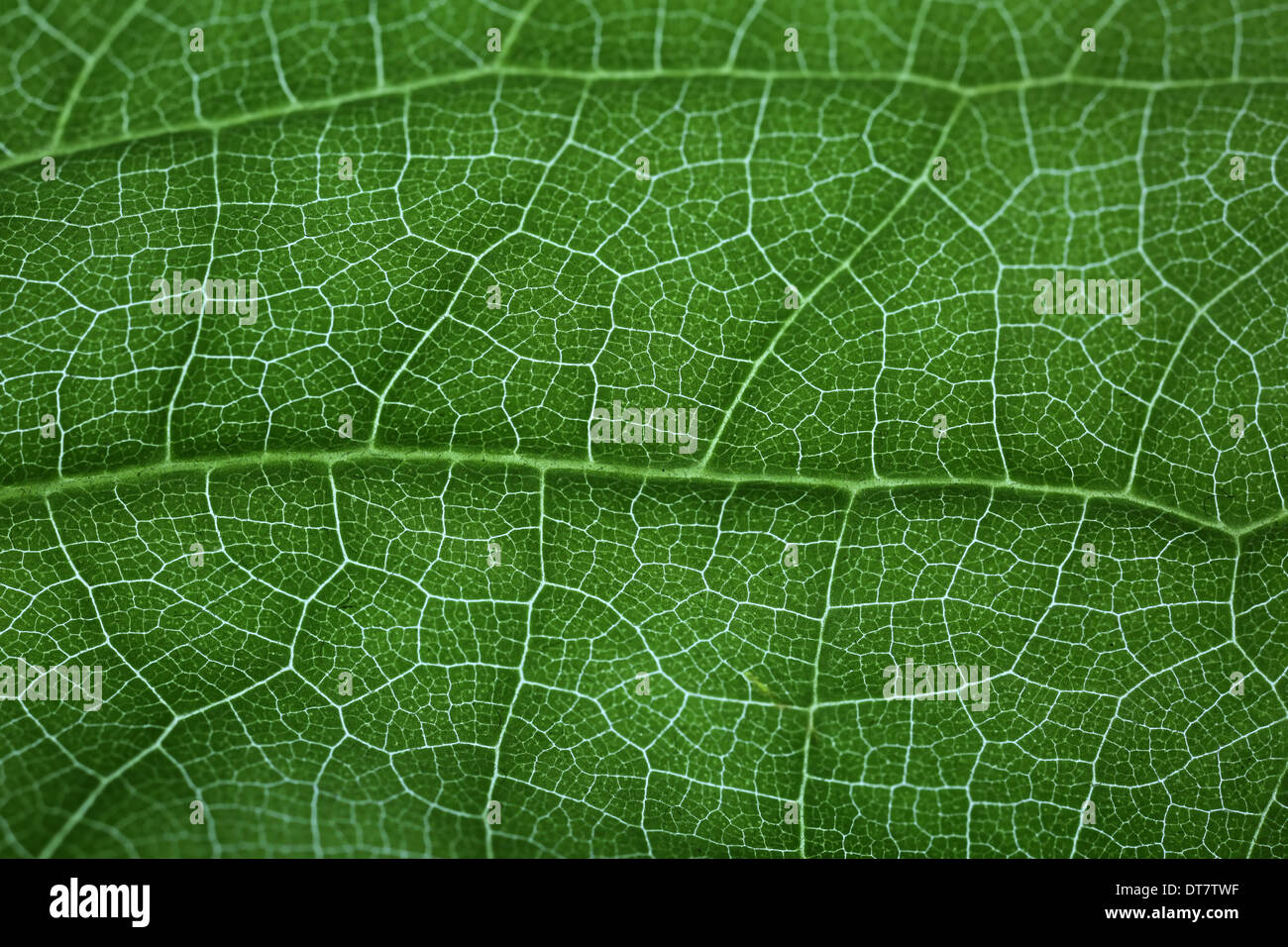 Vegetal cell hi-res stock photography and images - Alamy
