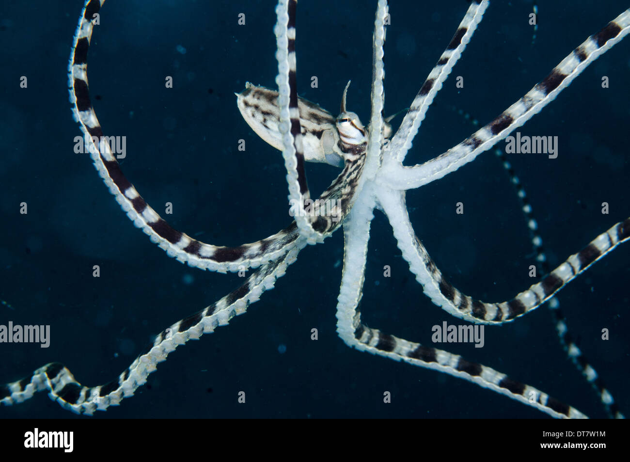 Mimic Octopus (Thaumoctopus mimicus) adult swimming in water column ...