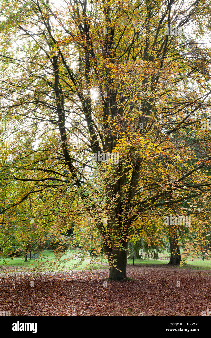 Dying beech tree hi-res stock photography and images - Alamy