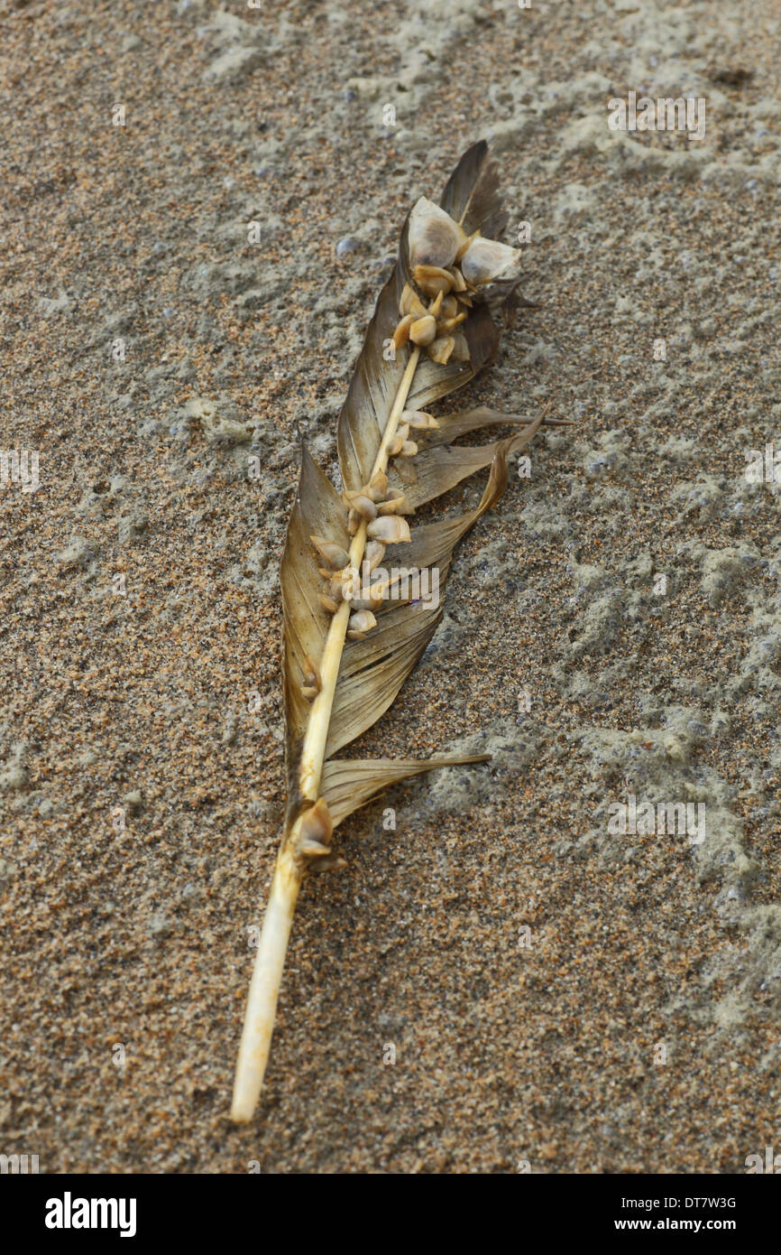 Goose Barnacle (Lepas pectinata) and Buoy Barnacle (Dosima fascicularis ...