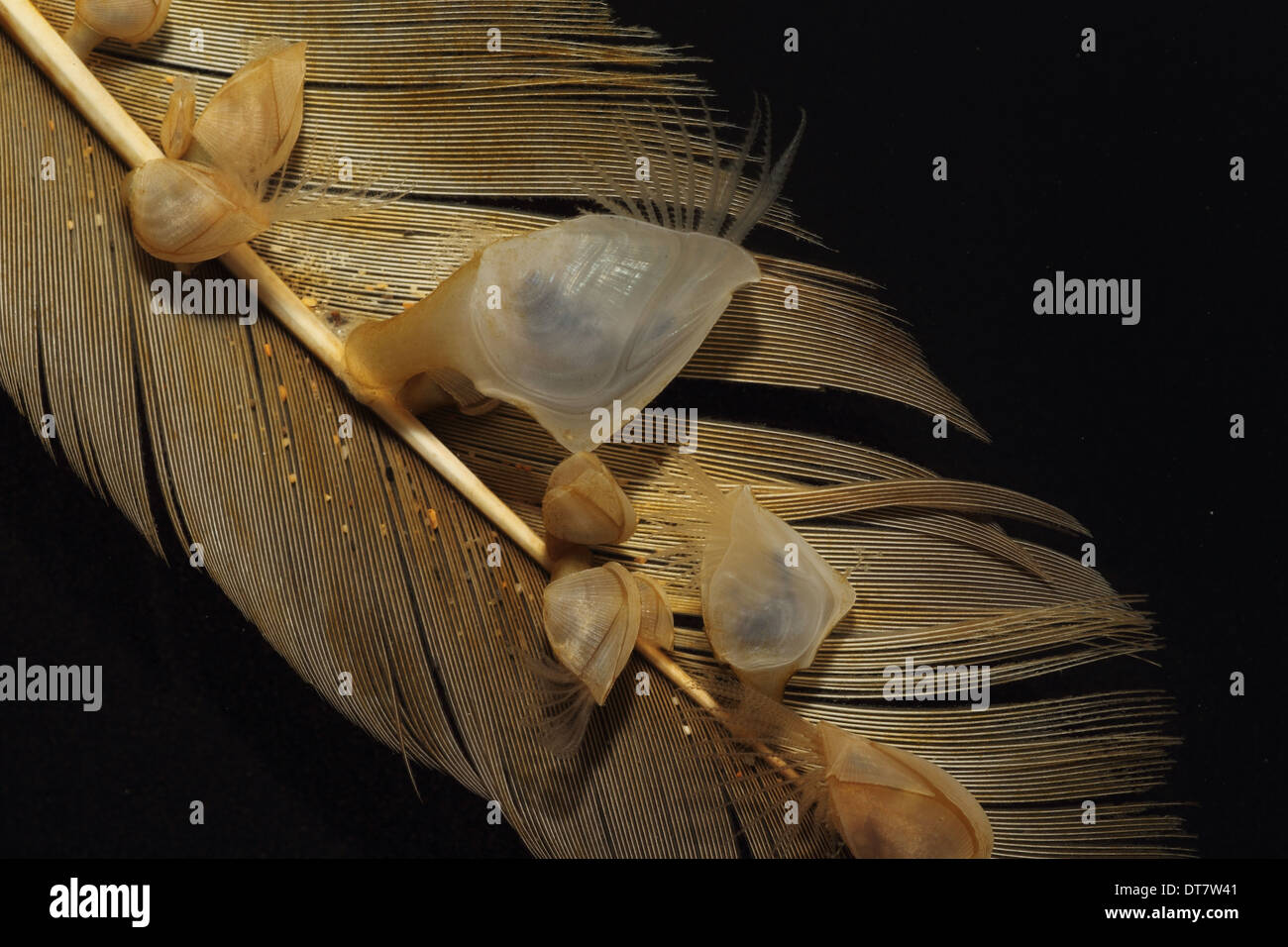 Goose Barnacle (Lepas pectinata) and Buoy Barnacle (Dosima fascicularis ...