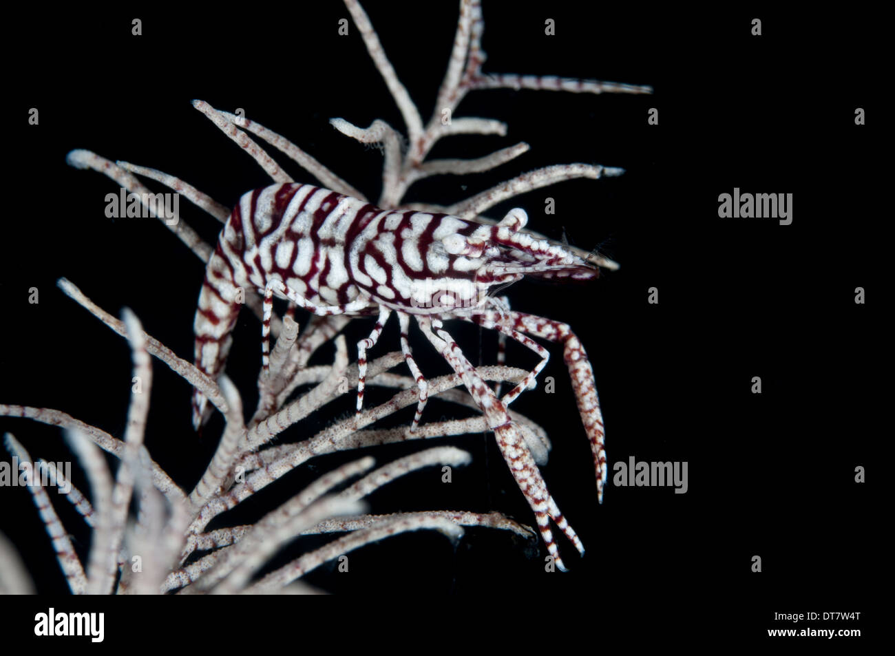 Leopard Crinoid Shrimp (Laomenes pardus) adult resting on crinoid ...