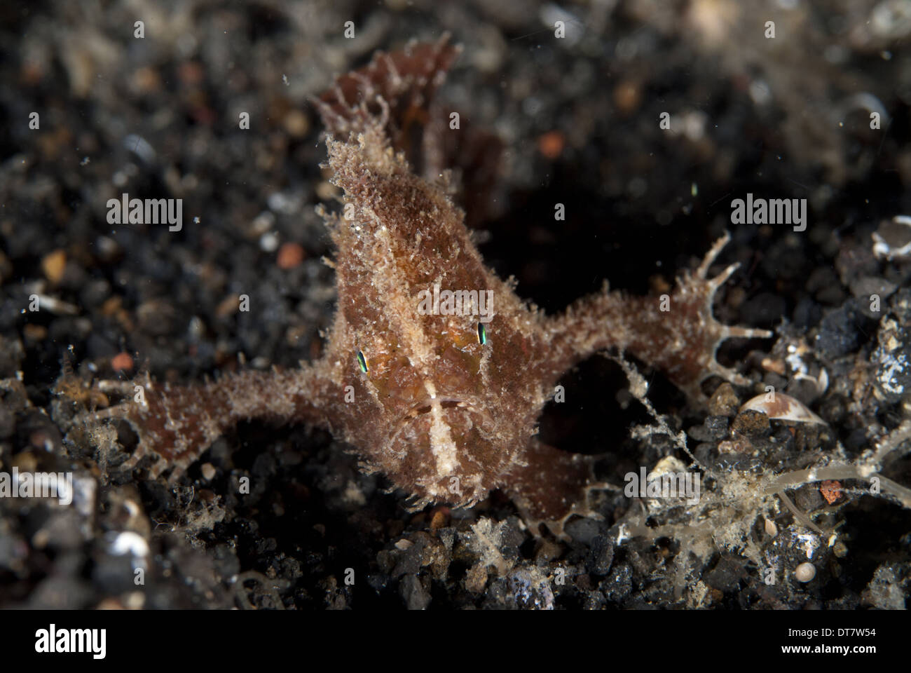 Antennarius nummifer hi-res stock photography and images - Alamy