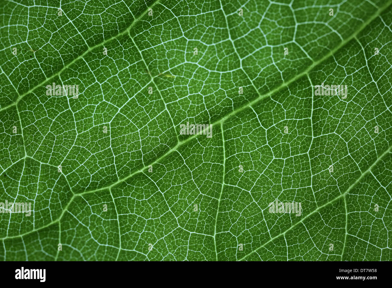 Leaf vascular system lit by transparence Stock Photo - Alamy