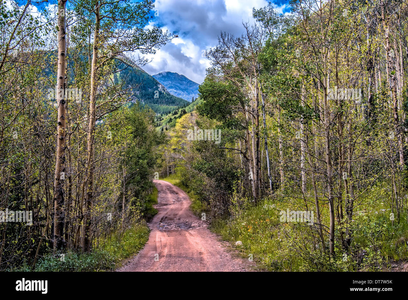 Colorado Mountain Dirt Road in the forest Stock Photo - Alamy
