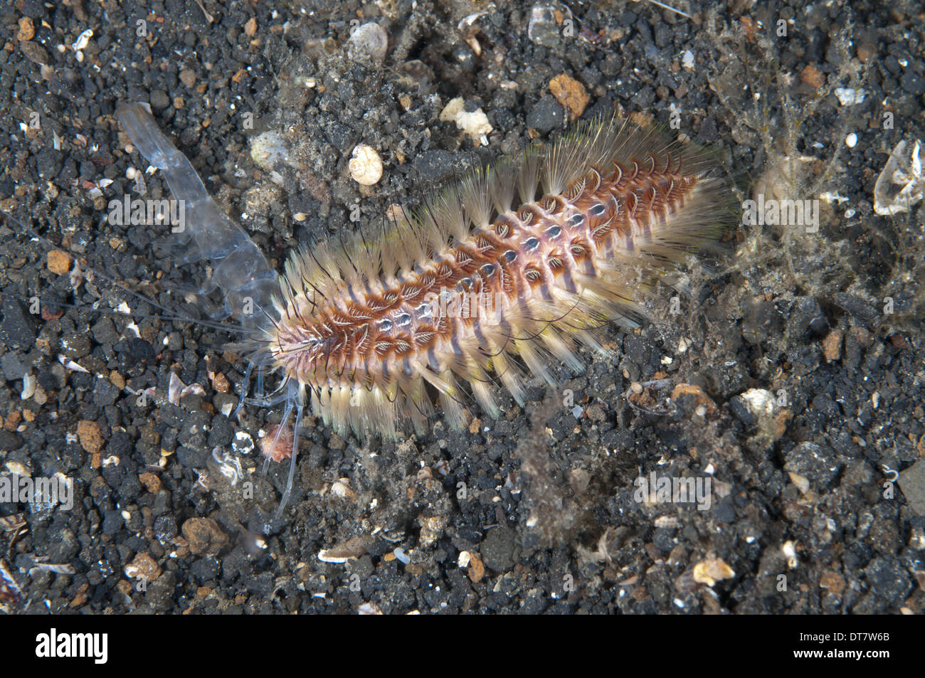 Golden Bristle Worm (Chloeia flava) adult feeding on discarded shell ...