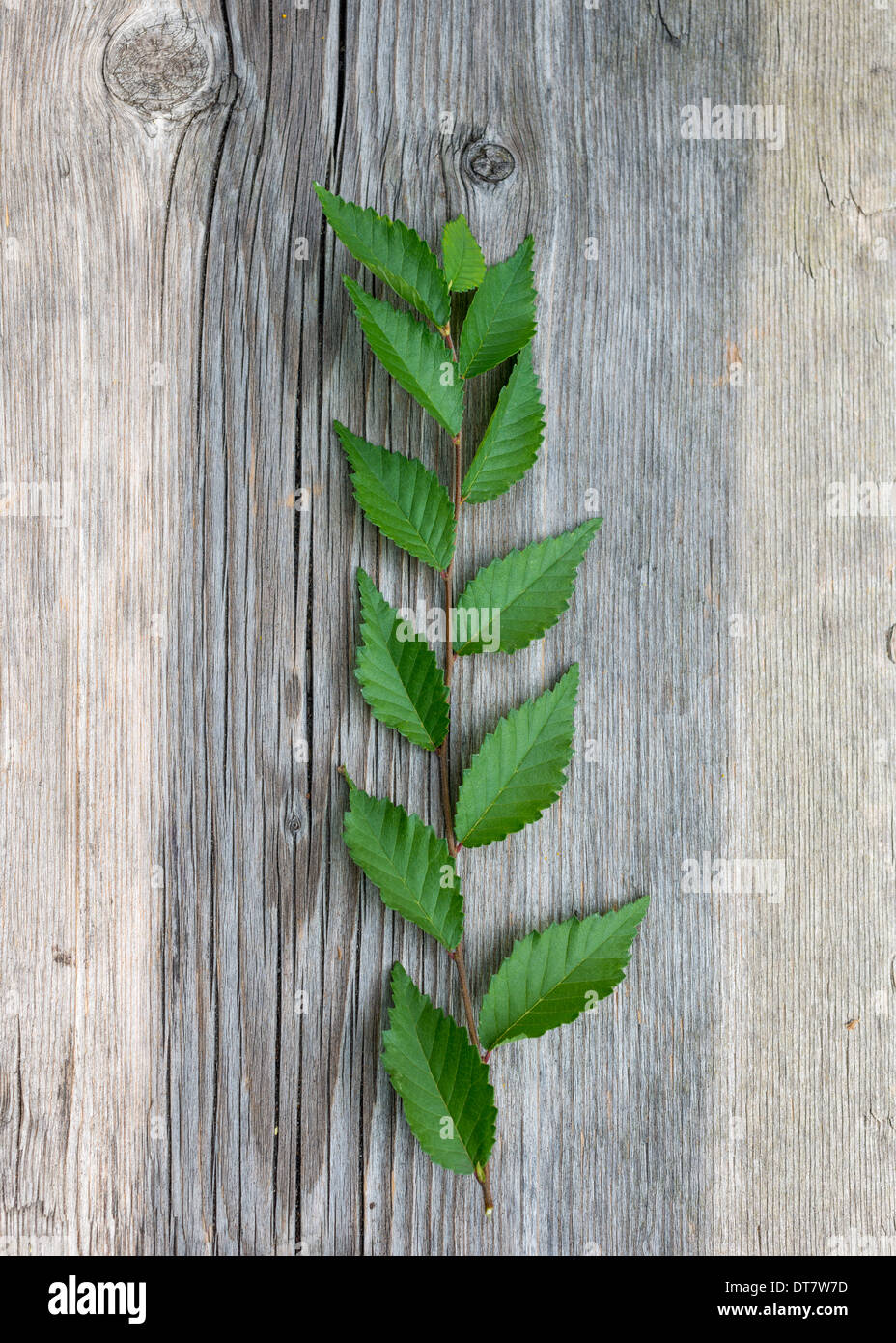 rough wooden background with elm branch Stock Photo - Alamy
