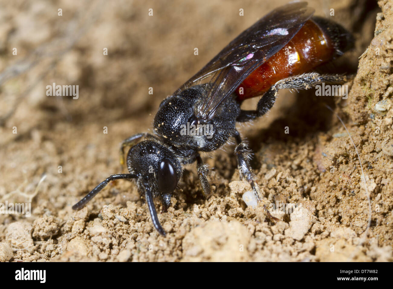 Cuckoo Bee (Sphecodes ephippius) adult female, filling in nest burrow ...