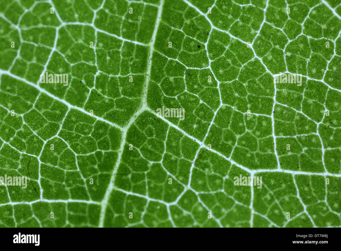 Leaf vascular system lit by transparence Stock Photo - Alamy