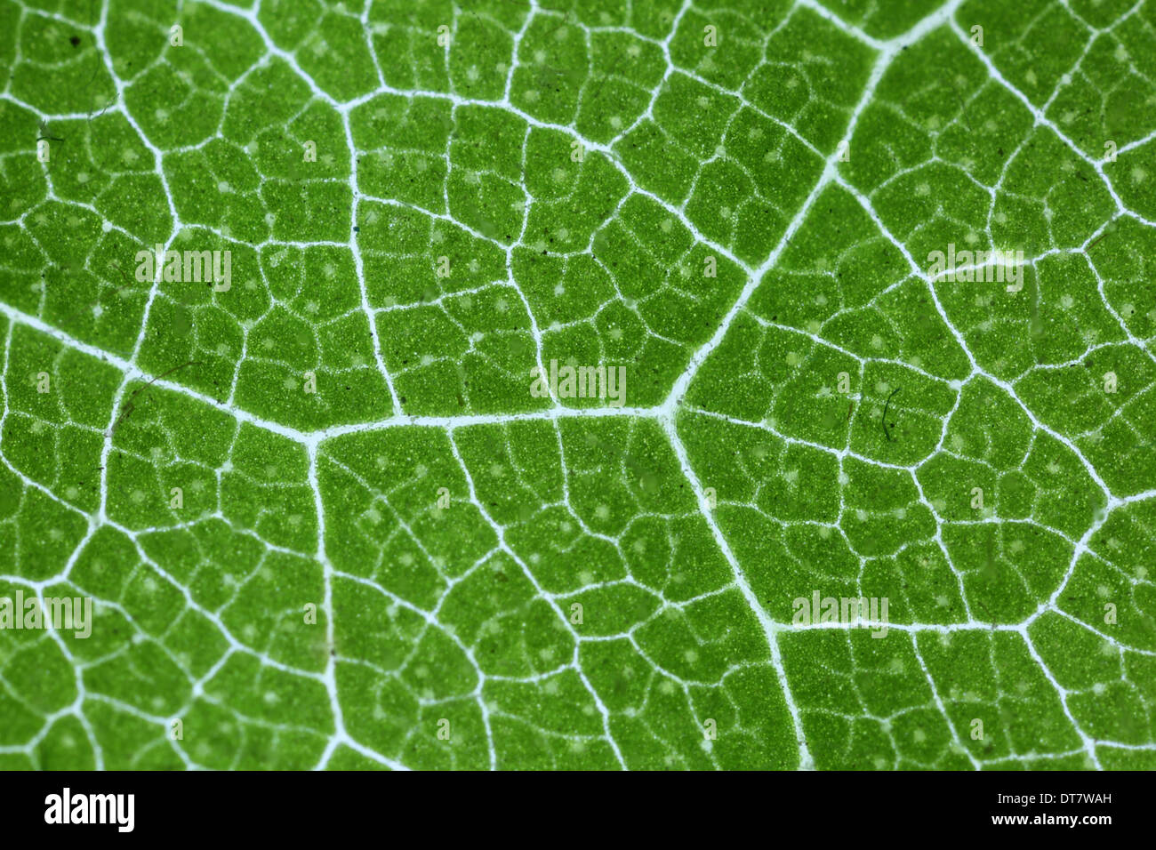 Leaf vascular system lit by transparence Stock Photo - Alamy