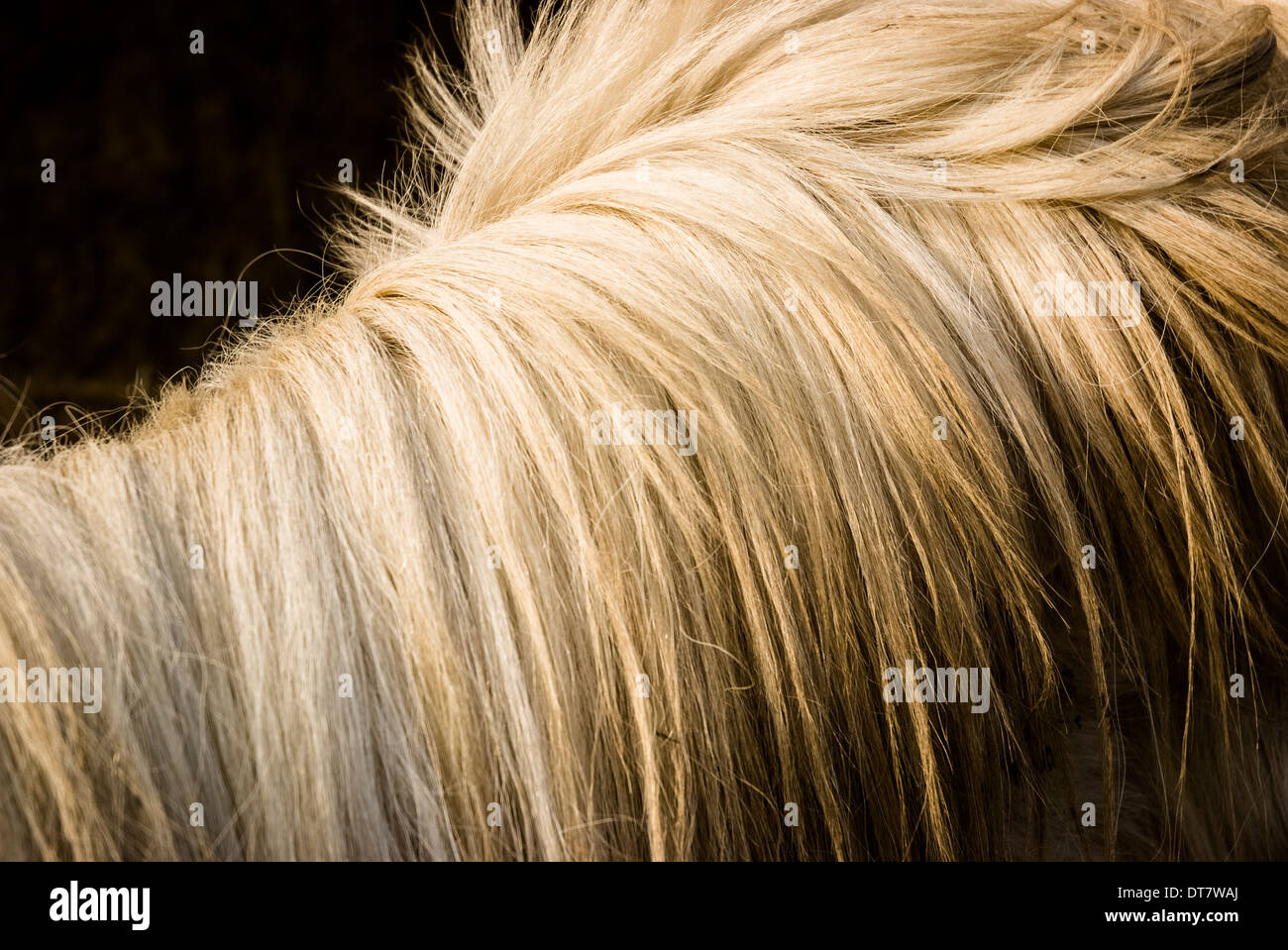 Horses mane hi-res stock photography and images - Alamy