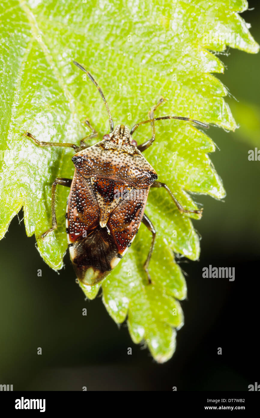 Parent shield bug elasmucha grisea hi-res stock photography and images ...