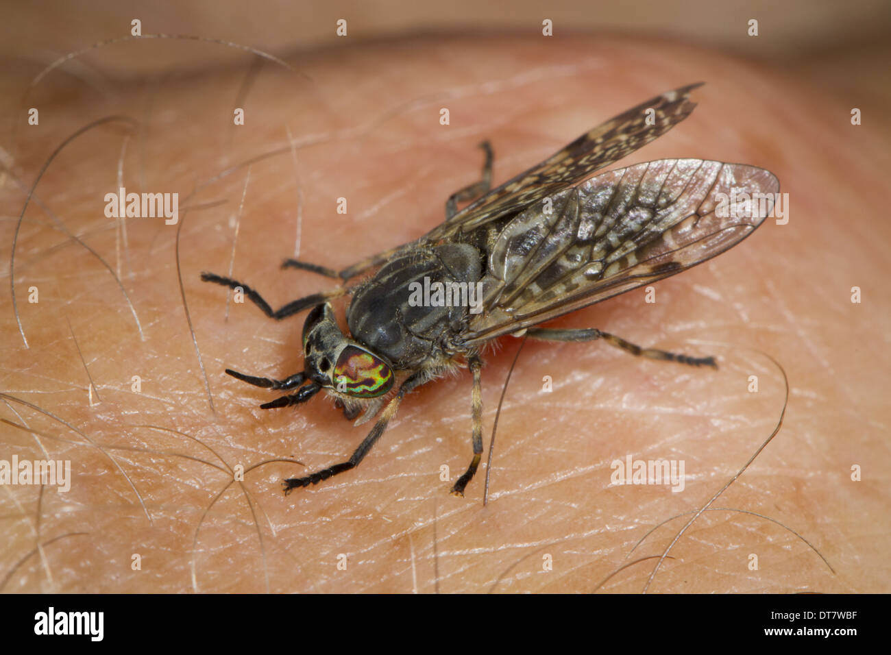 Cleg Fly (Haematopota pluvialis) adult, biting human hand, Powys, Wales ...