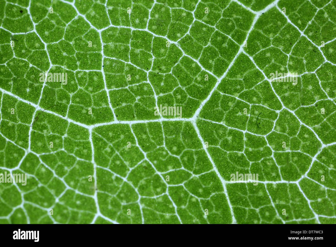 Leaf vascular system lit by transparence Stock Photo - Alamy