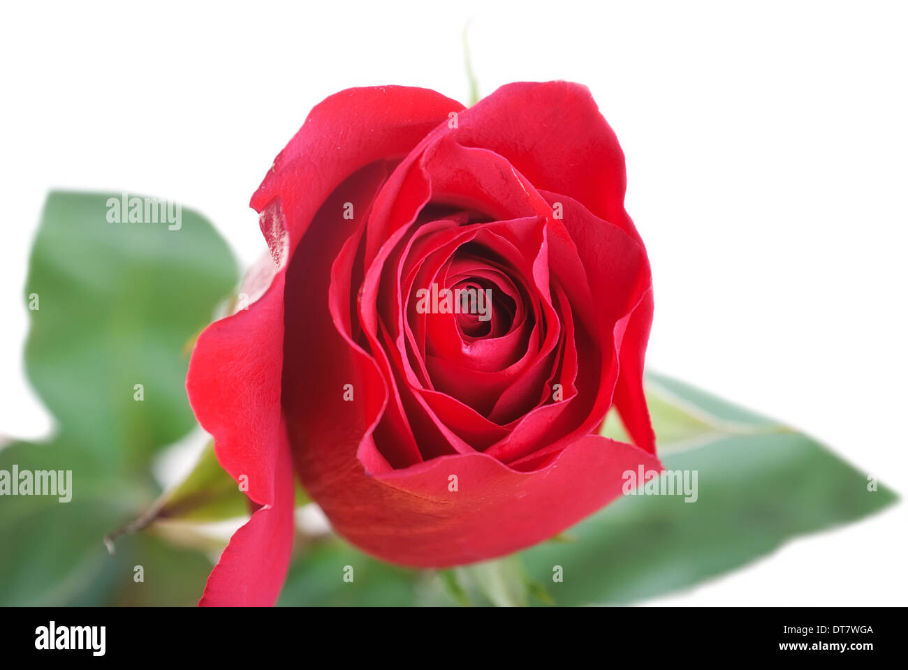 Red rose with leaves isolated on white Stock Photo - Alamy