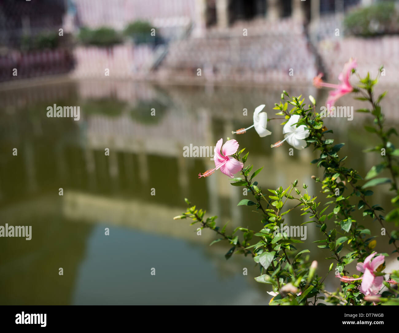 Reflection perfection hi-res stock photography and images - Alamy
