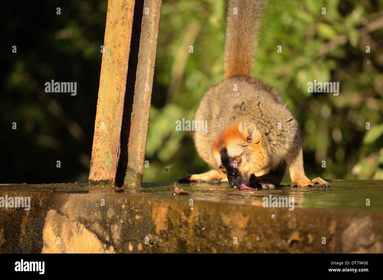 drinking brown lemur Stock Photo - Alamy