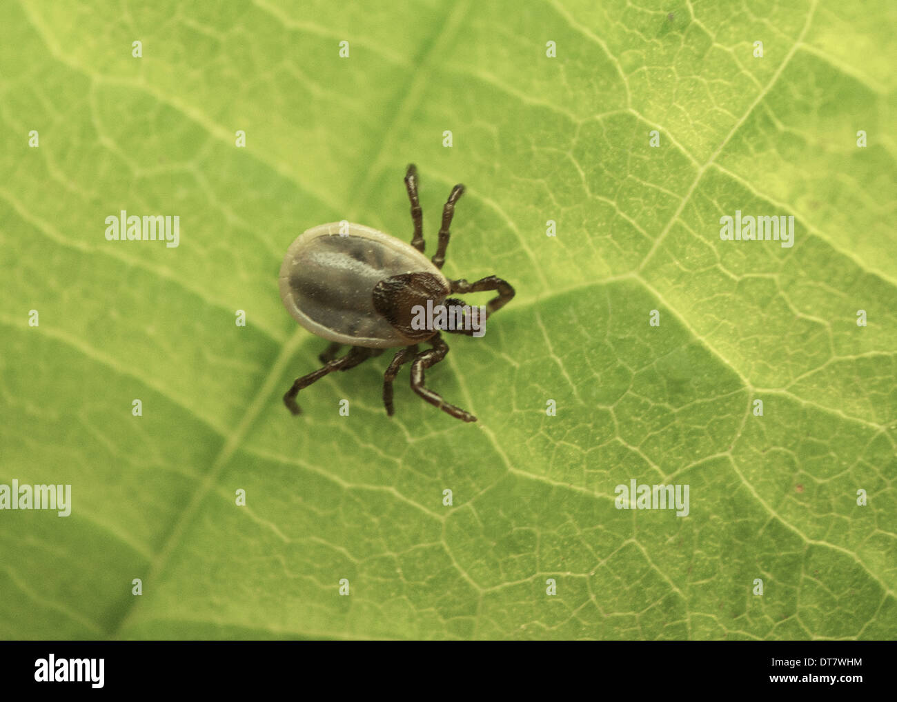 Ixodes ricinus nymph hi-res stock photography and images - Alamy