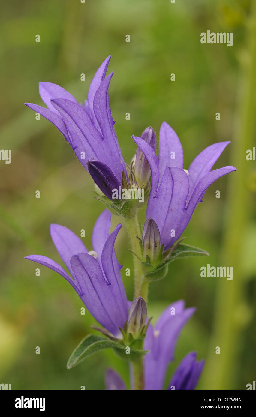 Clustered Bellflower (Campanula glomerata) close-up of flowers ...
