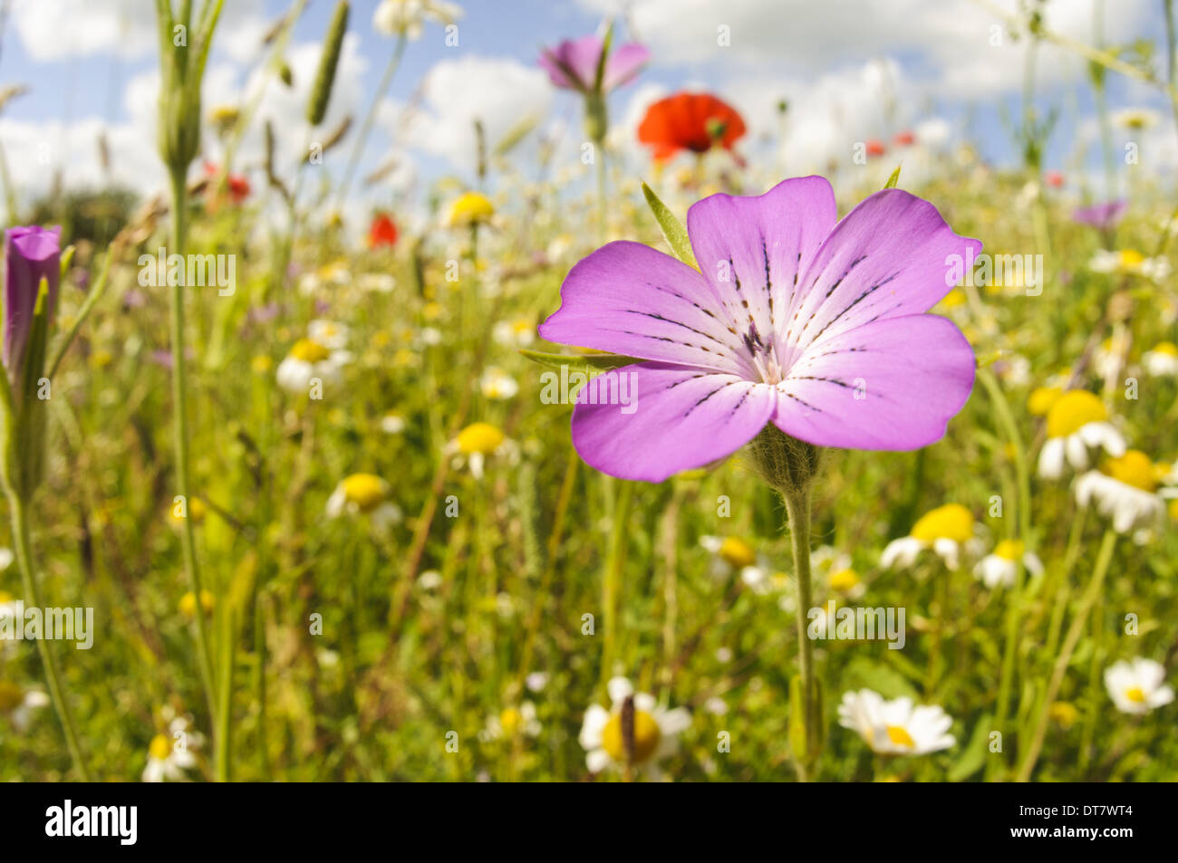 Corncockle (Agrostemma githago) close-up of flower growing in ...