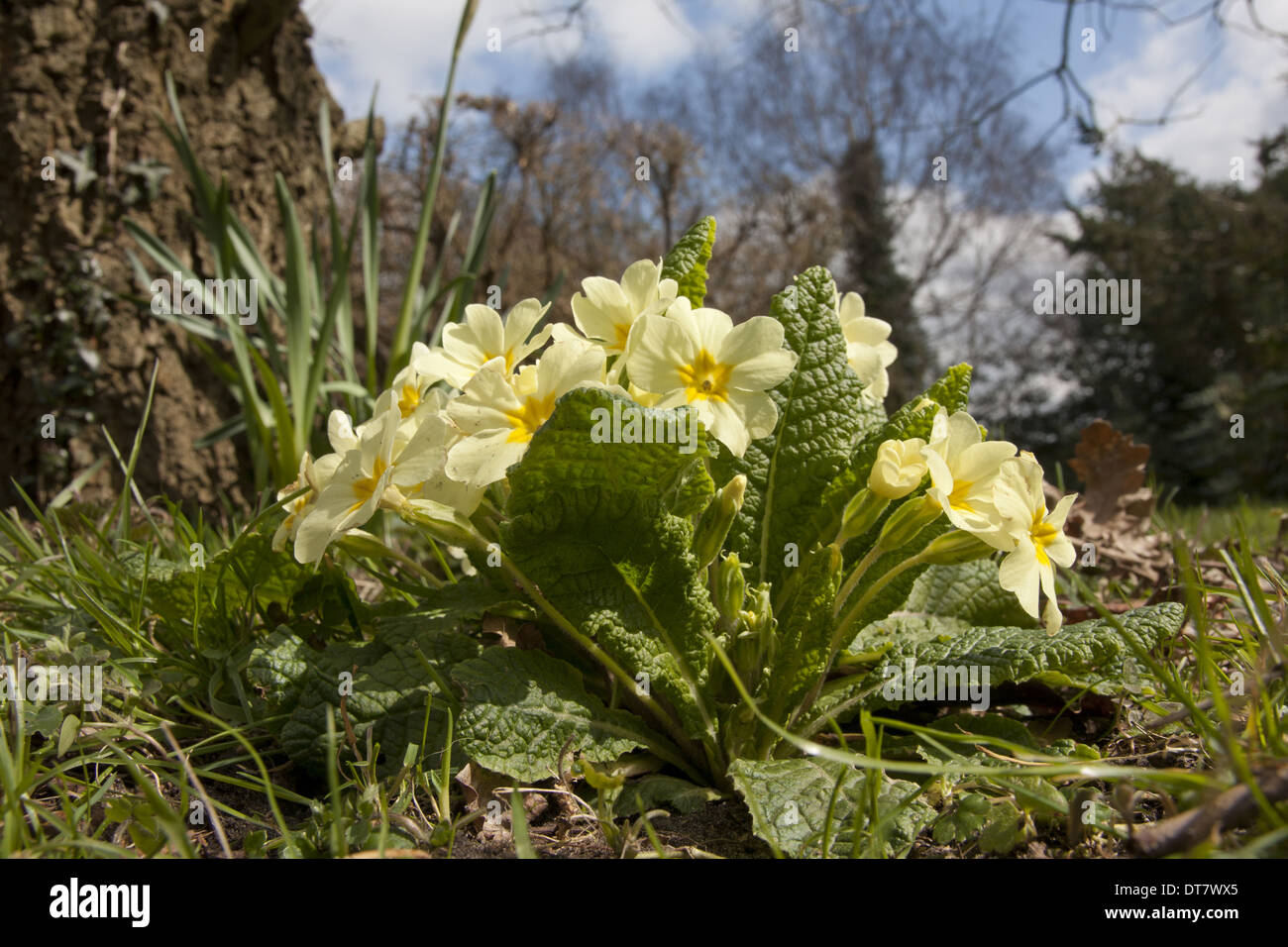 Common Primrose (Primula vulgaris) flowering, England, April Stock ...