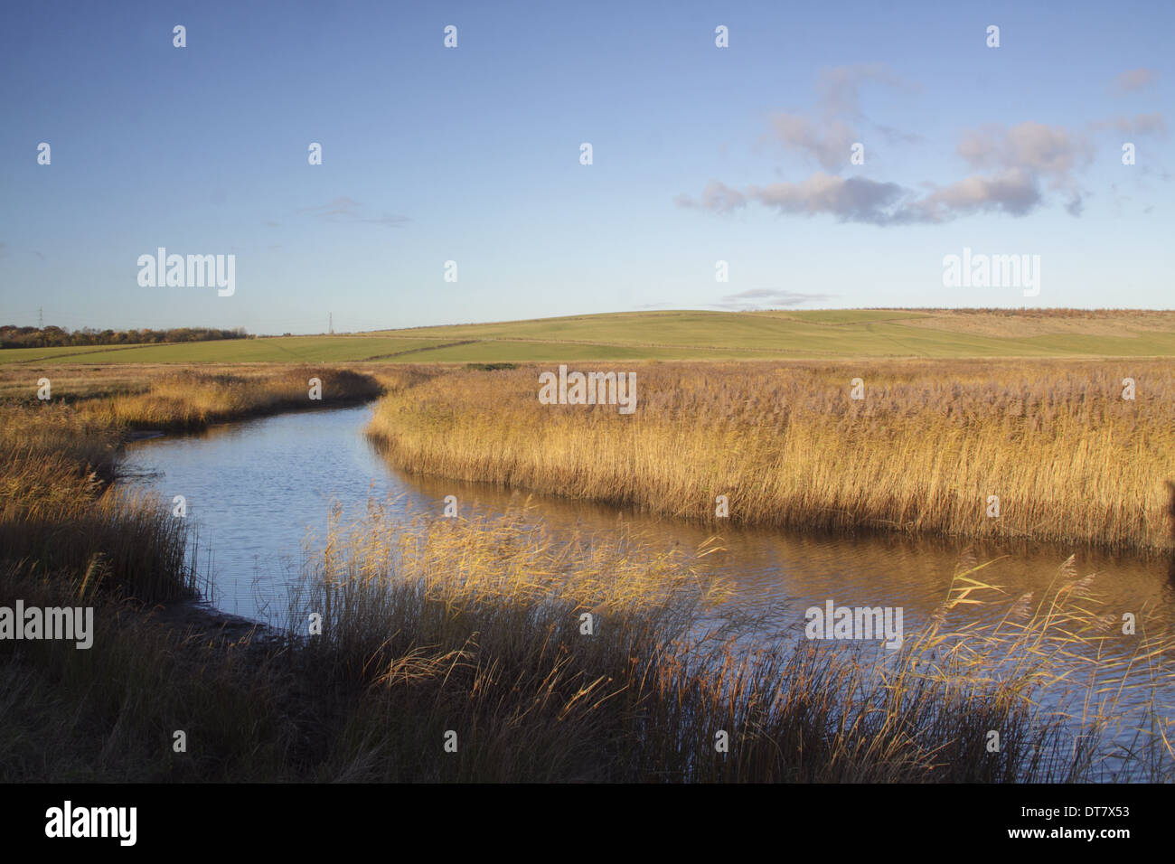 Common Reed (Phragmites australis) reedbed habitat and water channel in ...